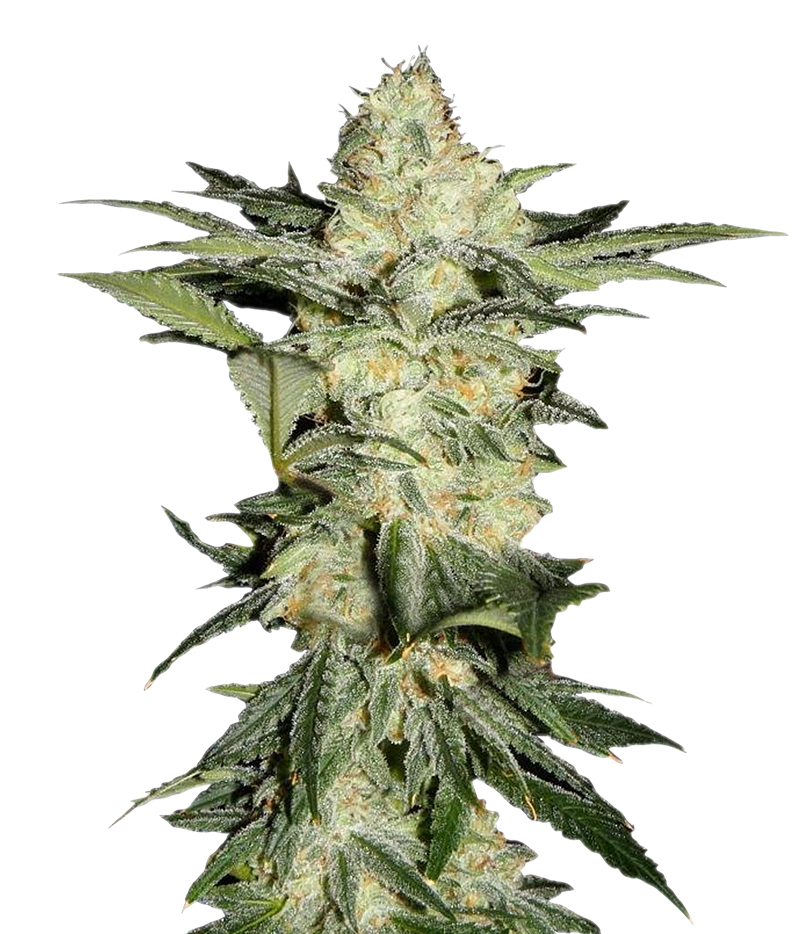Auto Afghan Kush Autoflowering Cannabis Seeds from Bulk seeds in Green ... Auto Afghan Kush Autoflowering Cannabis Seeds from Bulk seeds in Green ...