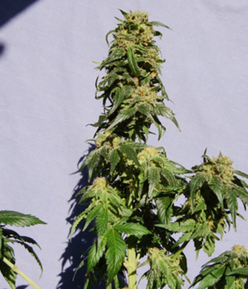 Kannabia | Power Skunk Seeds | Green Parrot