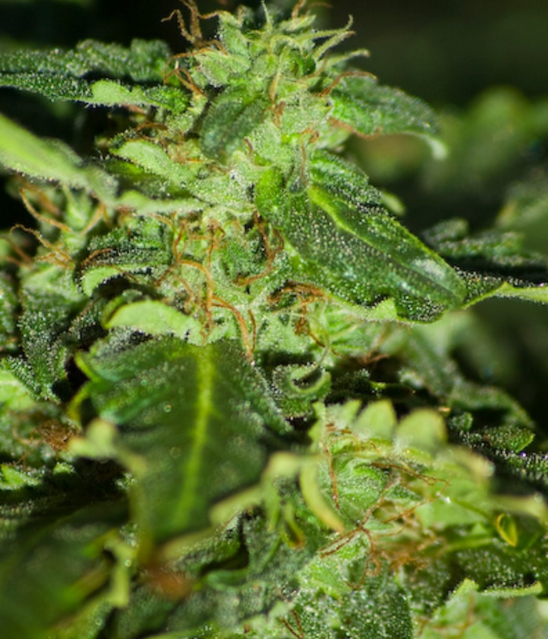 Joint Doctor Lowryder | Easy Ryder Seeds | Green Parrot