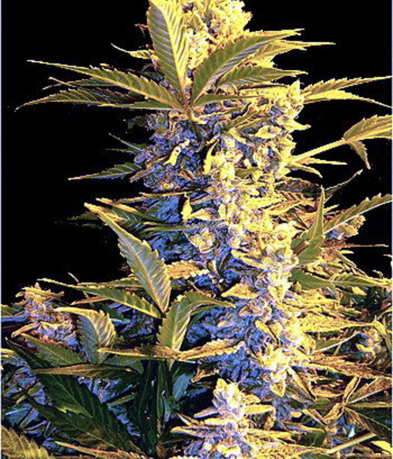Joint Doctor Lowryder | Easy Ryder Seeds | Green Parrot