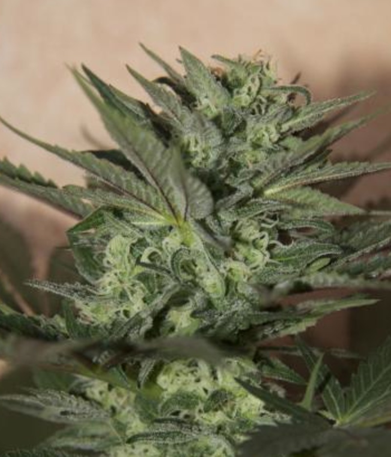 Seedsman | Auto Great White Seeds | Green Parrot