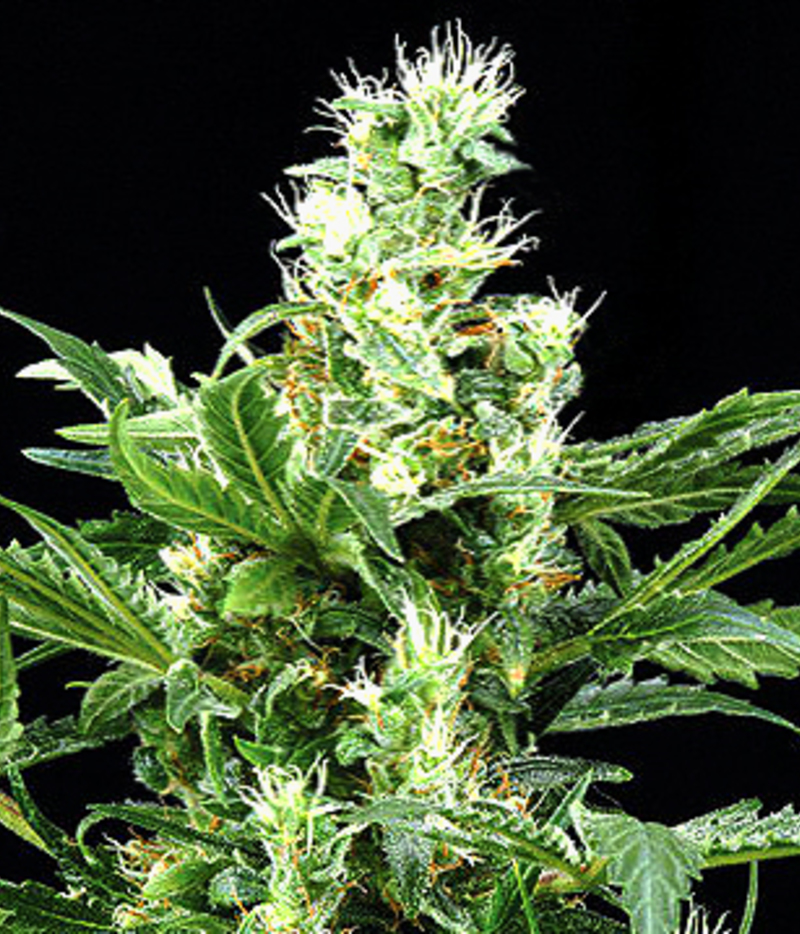 G13 Labs | Northern Lights x Skunk Seeds | Green Parrot