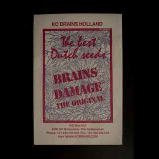 KC Brains | Brains Damage Seeds | Green Parrot