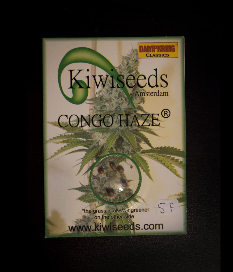 Kiwi Seeds | Congo Haze Seeds | Green Parrot