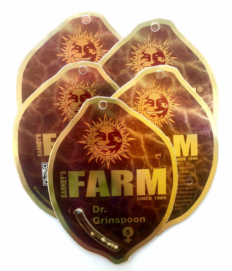 Dr.Grinspoon Femenised Cannabis Seeds from Barney's Farm