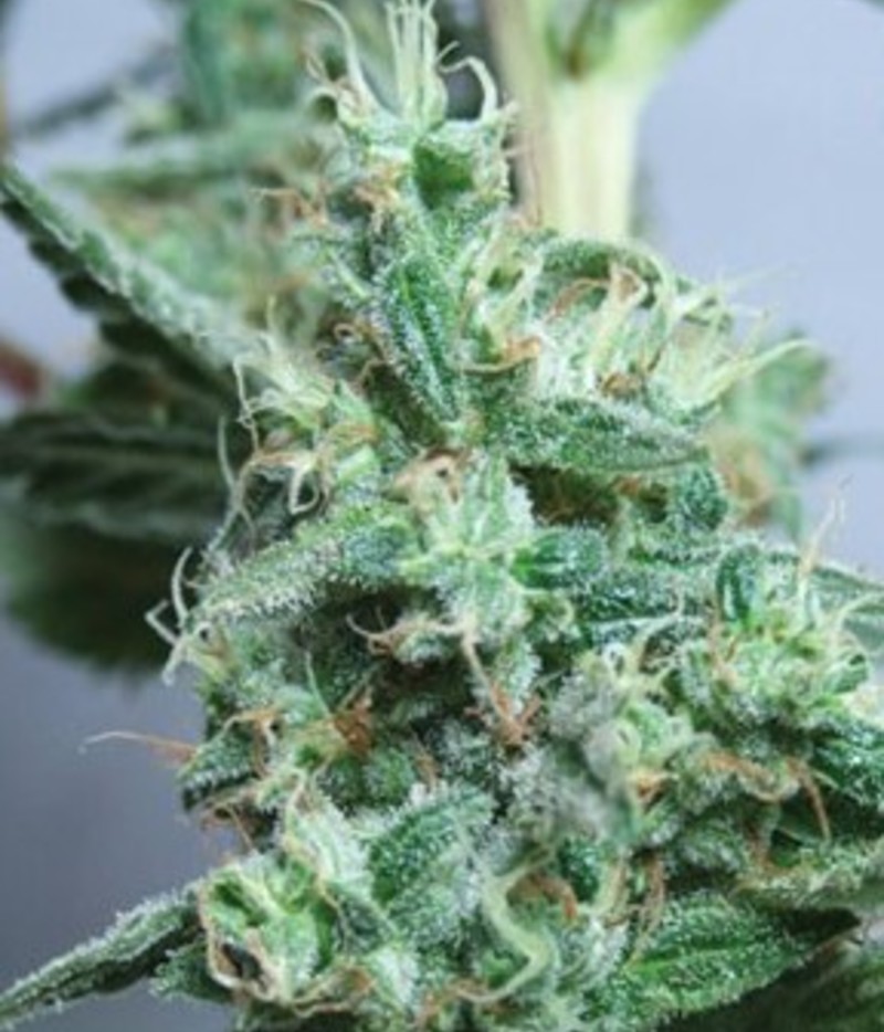 Chiesel Femenised Marijuana Seeds from Big Buddha Seeds in Green Parrot