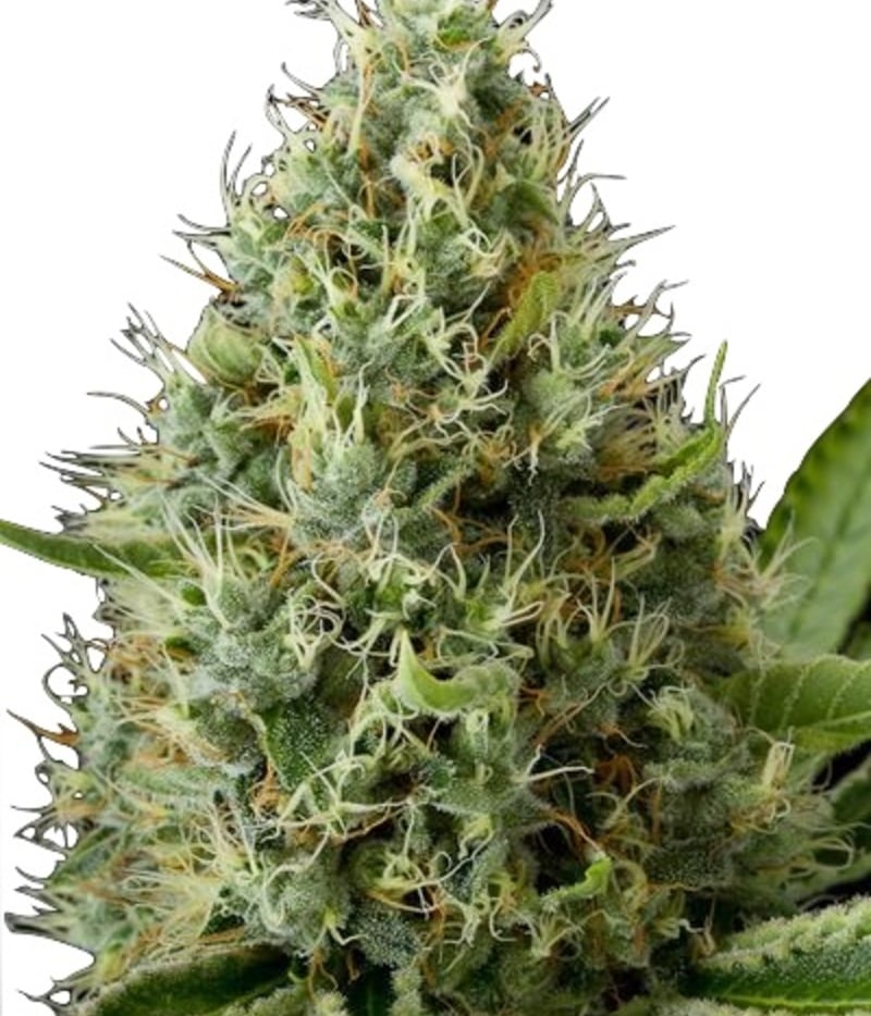 Dinafem | Dinamex Seeds | Green Parrot