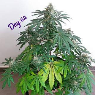 Mephisto Genetics | Toofless Alien Seeds | Green Parrot