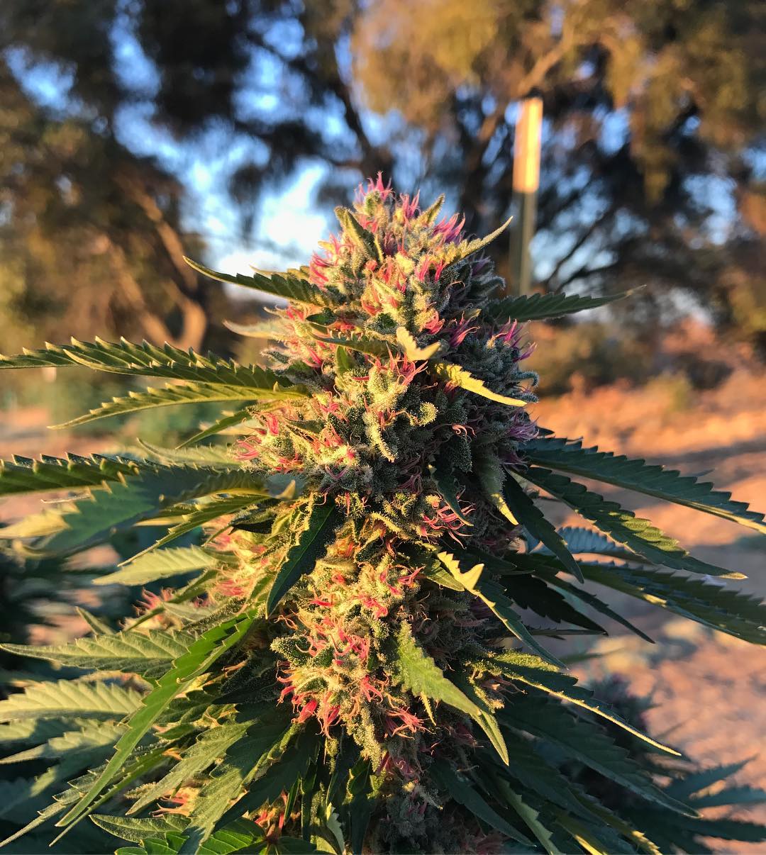 BC Bud Depot BC God Bud REG Seeds Green Parrot