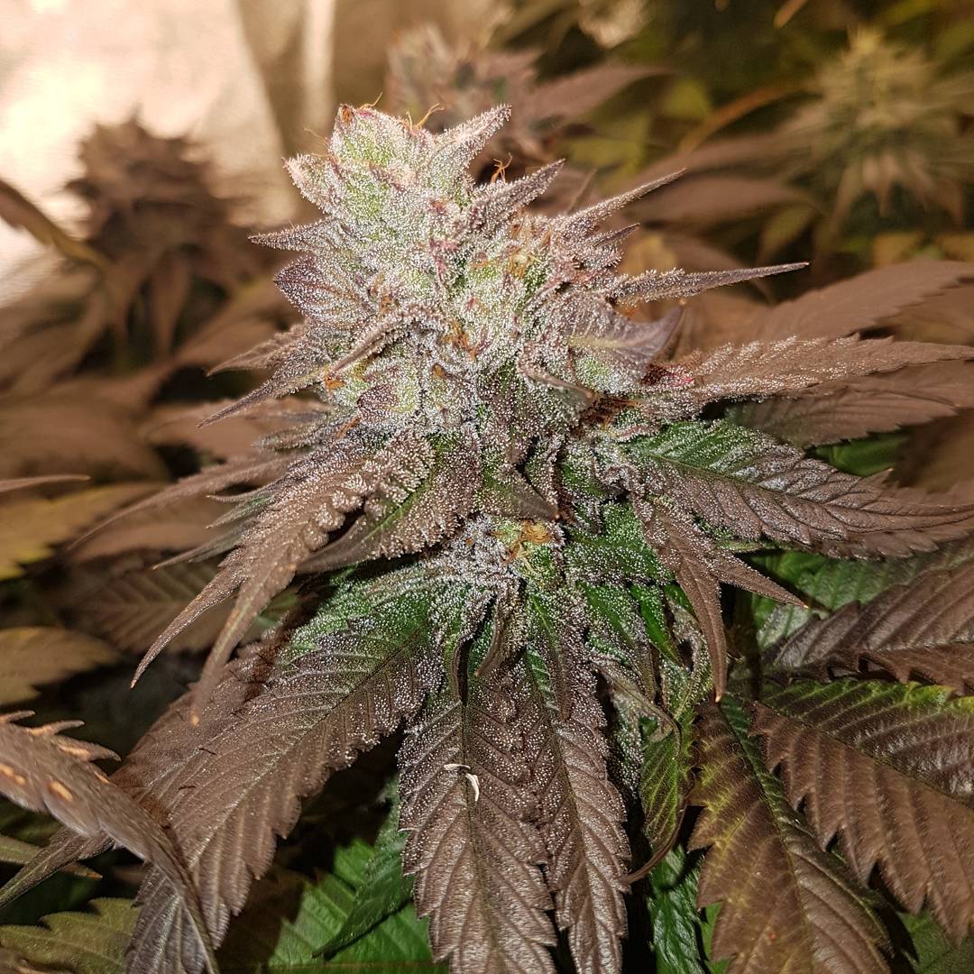 BC Bud Depot BC God Bud REG Seeds Green Parrot