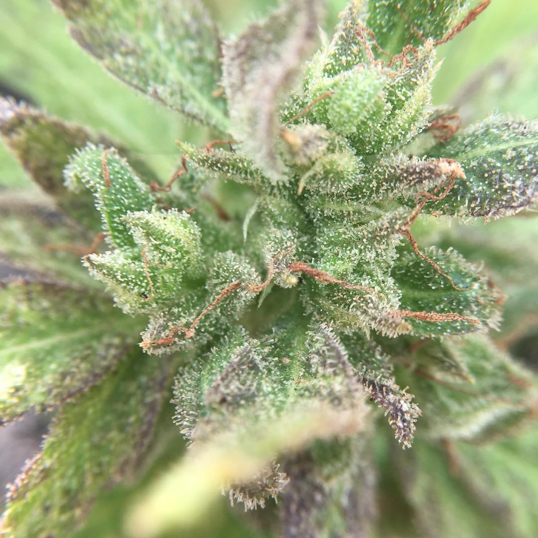 BC Bud Depot The Purps Seeds Green Parrot BC Bud Depot The Purps Seeds Green Parrot