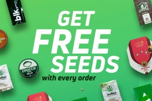 Free Cannabis Seeds | Green Parrot